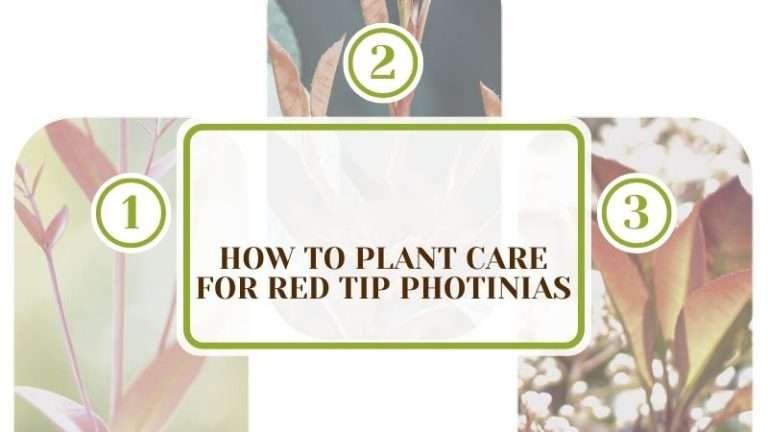 How To Plant Care for Red Tip Photinias: A Complete Guide - Plant America