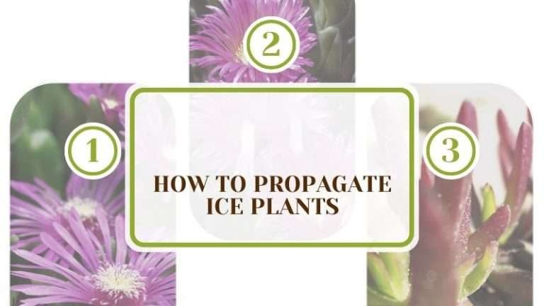 How To Propagate Ice Plants: Know the Ways To Grow New Ones - Plant America