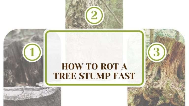 How To Rot A Tree Stump Fast: Quick Tips, Tricks, And Techniques ...
