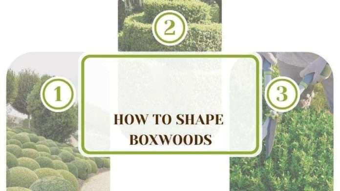 How To Shape Boxwoods: Easy and Fun Ways To Shape the Green Shrub ...