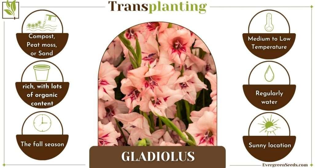 How To Transplant Gladiolus: A Comprehensive Care Guide - Plant America