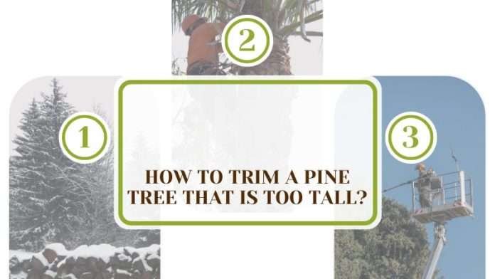 How To Trim a Pine Tree That Is Too Tall? Best Tips for Trimming ...