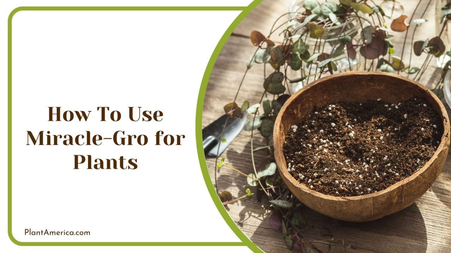 Does Miracle Gro Expire? Know Its Shelf Life and Storage Techniques ...