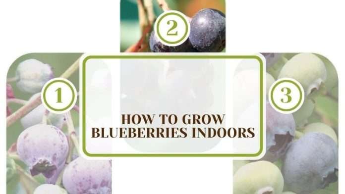How to Grow Blueberries Indoors: A List of Easy Steps - Plant America