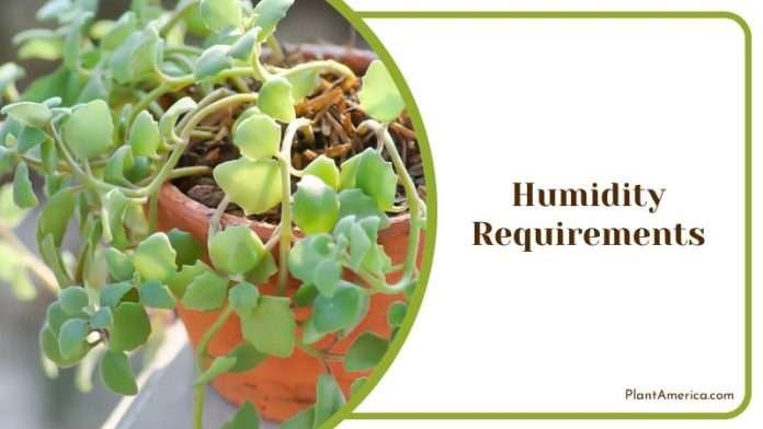 Peperomia Hoffmannii: The Best Care Tips For This Tiny Plant - Plant ...