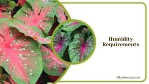 Black Caladium: How to Grow and Care for this Tropical Plant - Plant ...