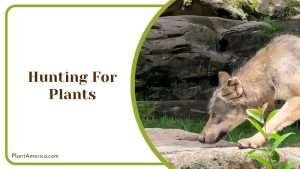 Do Wolves Eat Plants and Vegetables? A Guide to Their Diet - Plant America