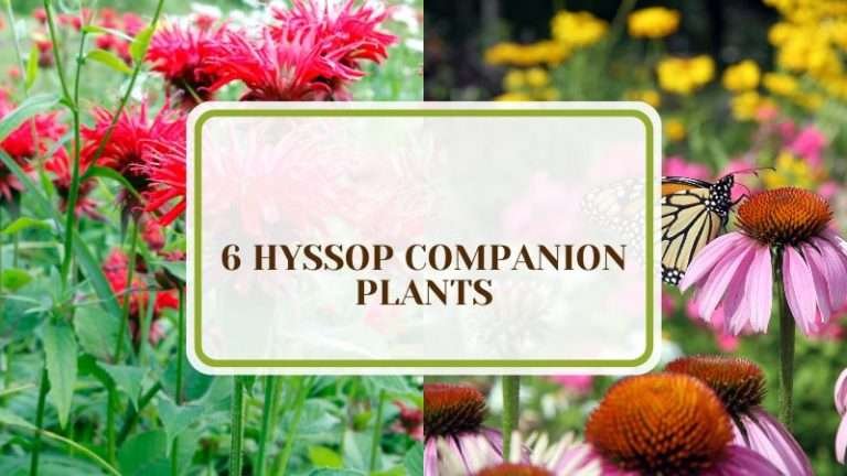6 Hyssop Companion Plants to Add Beauty to Your Garden - Plant America