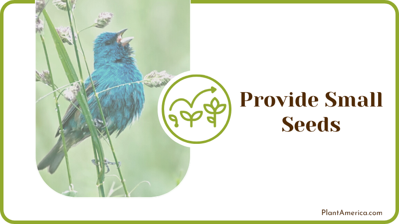 The Amazingly Simple Secrets On How To Attract Indigo Buntings - Plant ...