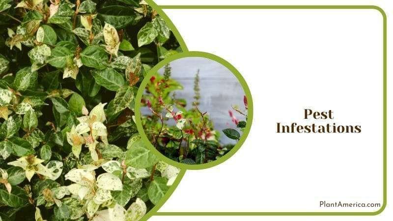Asian Jasmine (Trachelospermum Asiaticum) Care Guide - Plant America