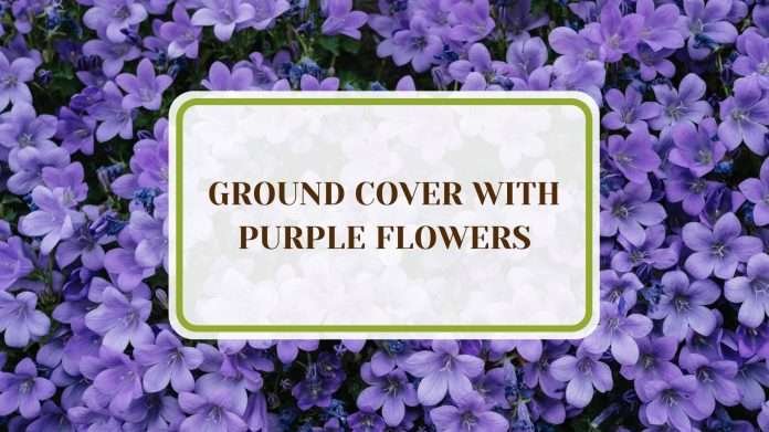 19 Ground Cover With Purple Flowers: Brighten Your Outdoors - Plant America
