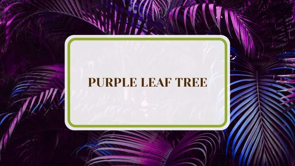 Purple Leaf Tree: List of the Best Ones For Your Garden - Plant America