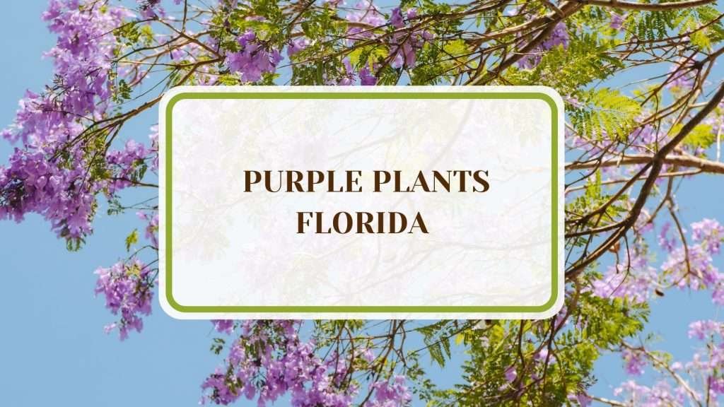 15 Purple Plants Florida: Transforming Your Garden - Plant America