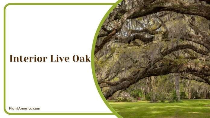 16 California Oak Trees That Thrive in Most Climates - Plant America