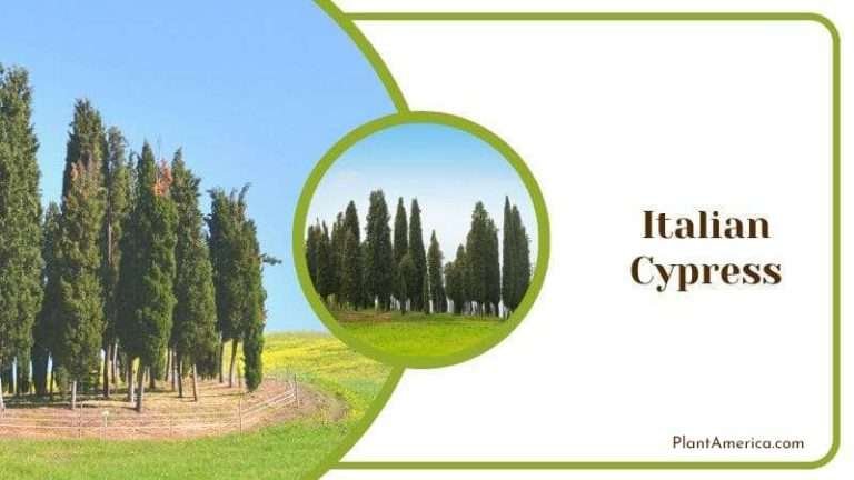 9 Types of Cypress Trees in Florida: Adding Greenery - Plant America