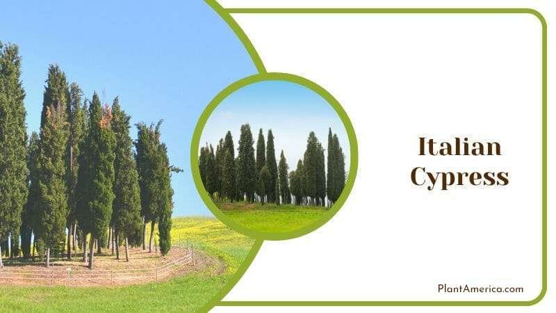 9 Types of Cypress Trees in Florida: Adding Greenery - Plant America