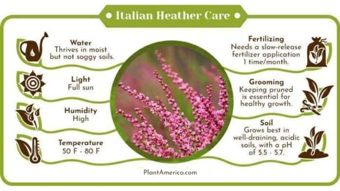 Italian Heather - How to Plant, Grow and Care - Plant America