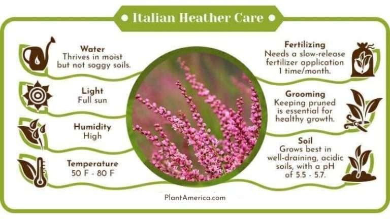 Italian Heather - How to Plant, Grow and Care - Plant America