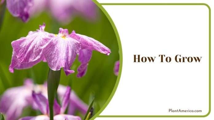 Japanese Iris: Care Guide for the Flower of Wetlands - Plant America