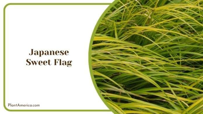 16 Bog Plants You Can Cultivate for Decoration - Plant America