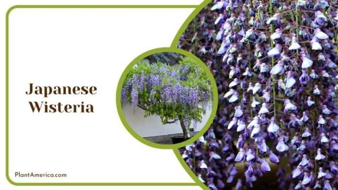 19 Invasive Vine With Purple Flowers To Choose or Avoid - Plant America
