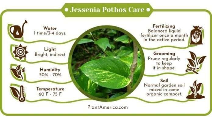 Jessenia Pothos: Ultimate Care Guide To Grow the Plant Stress-free ...