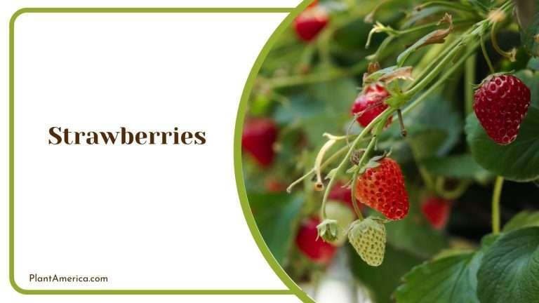10 Fruits That Grow on Vines: Useful List of Fruit-bearing Plants ...