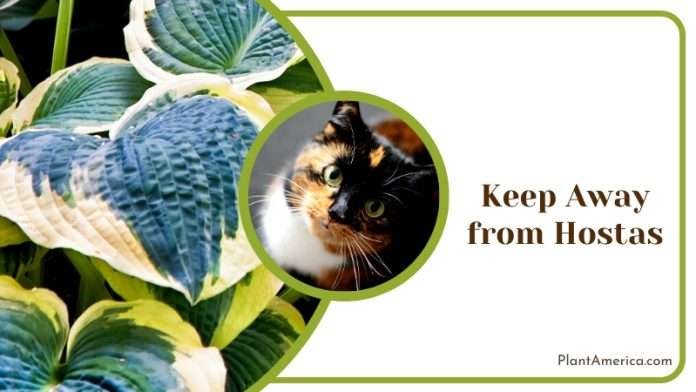 Are Hosta Plants Poisonous to Humans, Cats, and Dogs? - Plant America