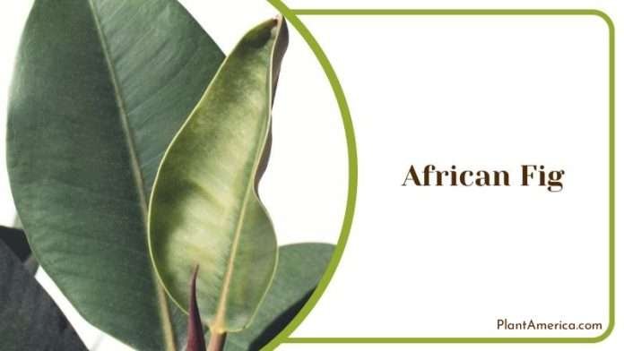 11 Types of Outdoor Ficus Trees for an Exotic Landscape - Plant America