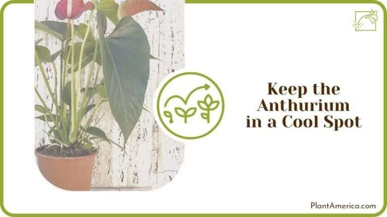 Repotting Anthuriums in 7 Easy Steps: Make Zero Mistakes - Plant America