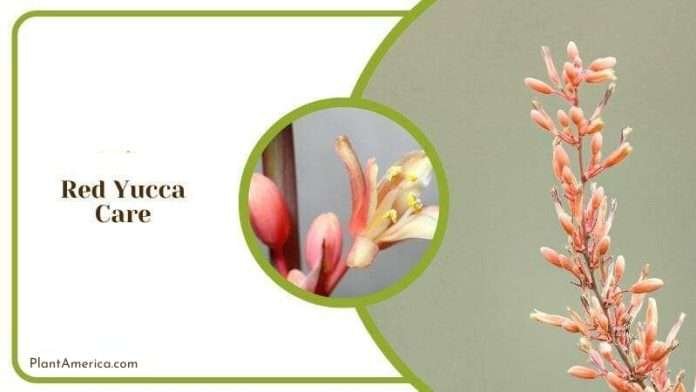 Red Yucca (Hesperaloe Parviflora): Care Guide for This Perennial Plant ...