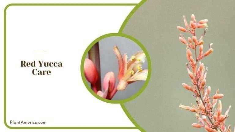 Red Yucca (Hesperaloe Parviflora): Care Guide for This Perennial Plant ...