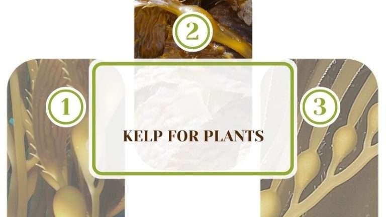 Kelp for Plants: 3 Ways To Use This Versatile Product - Plant America
