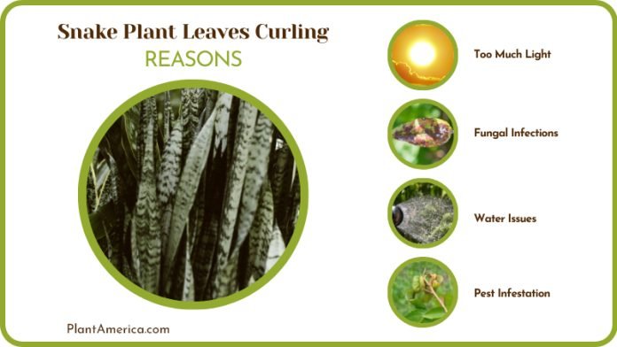 Snake Plant Leaves Curling: Different Reasons and Solutions - Plant America