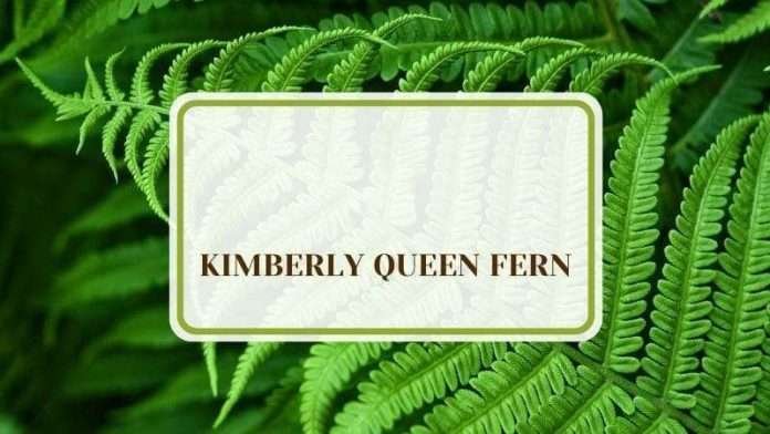 Kimberly Queen Fern Cats - Your Complete Information Reservoir - Plant ...