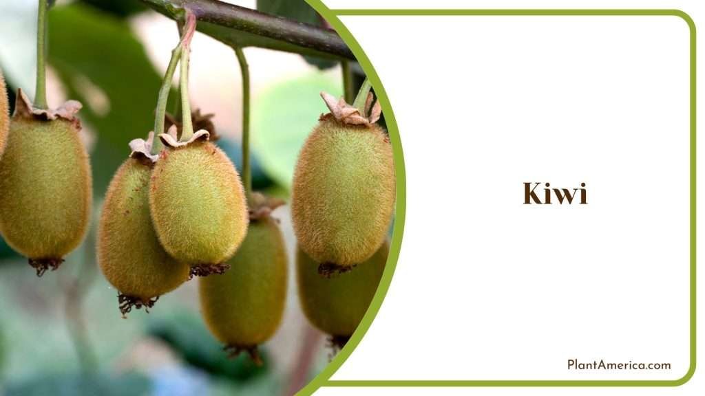 10 Fruits That Grow on Vines: Useful List of Fruit-bearing Plants ...