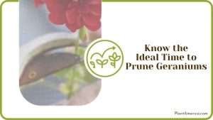 How To Prune Geraniums for Better Growth: Detailed Guide - Plant America