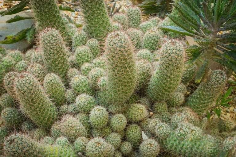 15 Cute Cactus Plants: A List Packed With Fuzzy Plants - Plant America