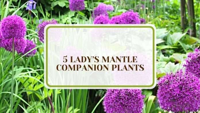 5 Lady's Mantle Companion Plants for a Cottage Style Garden - Plant America