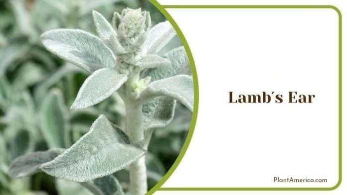 9 Plants With Soft Fuzzy Leaves To Soften Hardscape Elements - Plant ...
