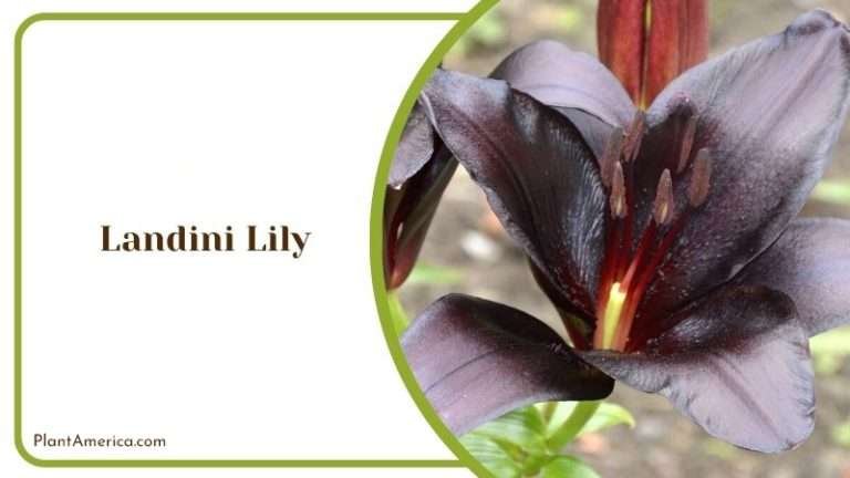 18 Dark Lilies to Satisfy Your Dramatic Gardening Aesthetics - Plant ...