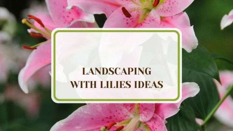 8 Landscaping With Lilies Ideas To Beautify Your Garden - Plant America