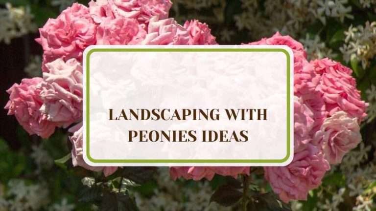 13 Landscaping With Peonies Ideas for Enhancing Beauty - Plant America