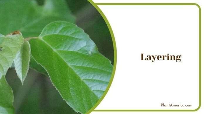 Cissus Discolor: Comprehensive Care Tips for Growing This Exotic Plant ...