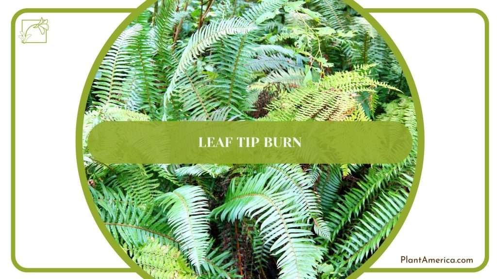 Macho Fern Care: The Stunning Evergreen Plant for Your Garden - Plant ...