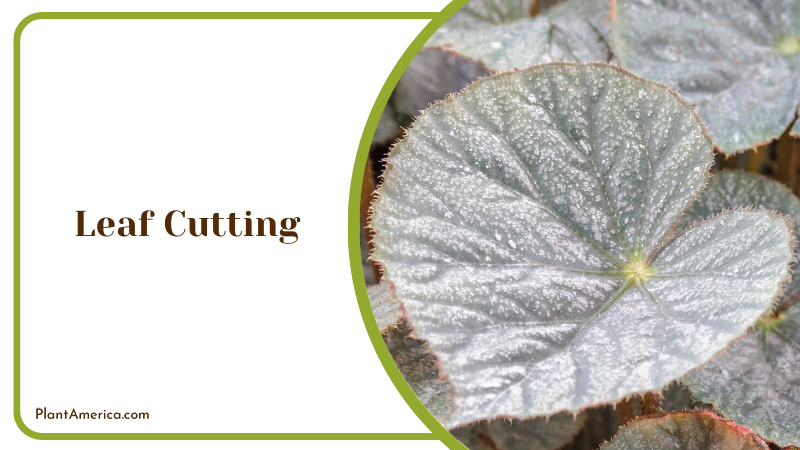 Begonia Nelumbiifolia: How to Care For The Webbed Leaf Plant - Plant ...