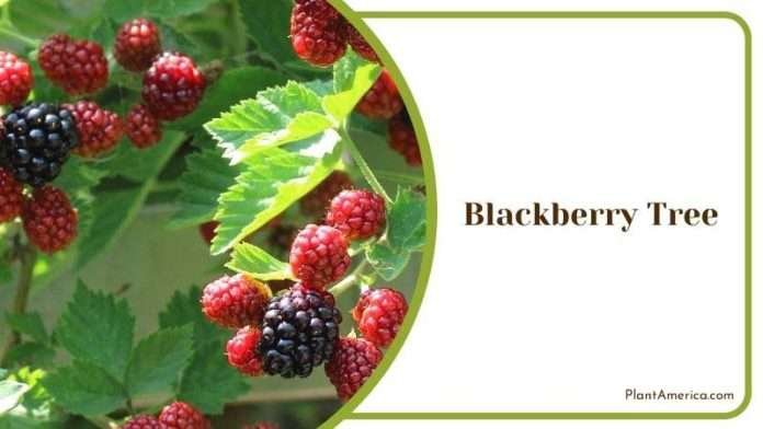 5 Trees With Black Berries: Fruitful Ones that Add Beauty - Plant America