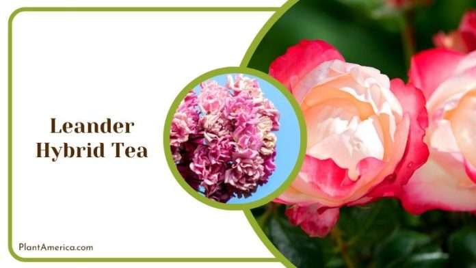 13 Thornless Roses To Help Make Your Garden Pain-free! - Plant America