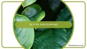 Scindapsus Treubii: A Complete Care Guide to This Houseplant - Plant ...