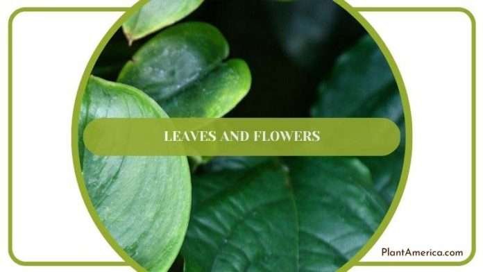 Scindapsus Treubii: A Complete Care Guide to This Houseplant - Plant ...